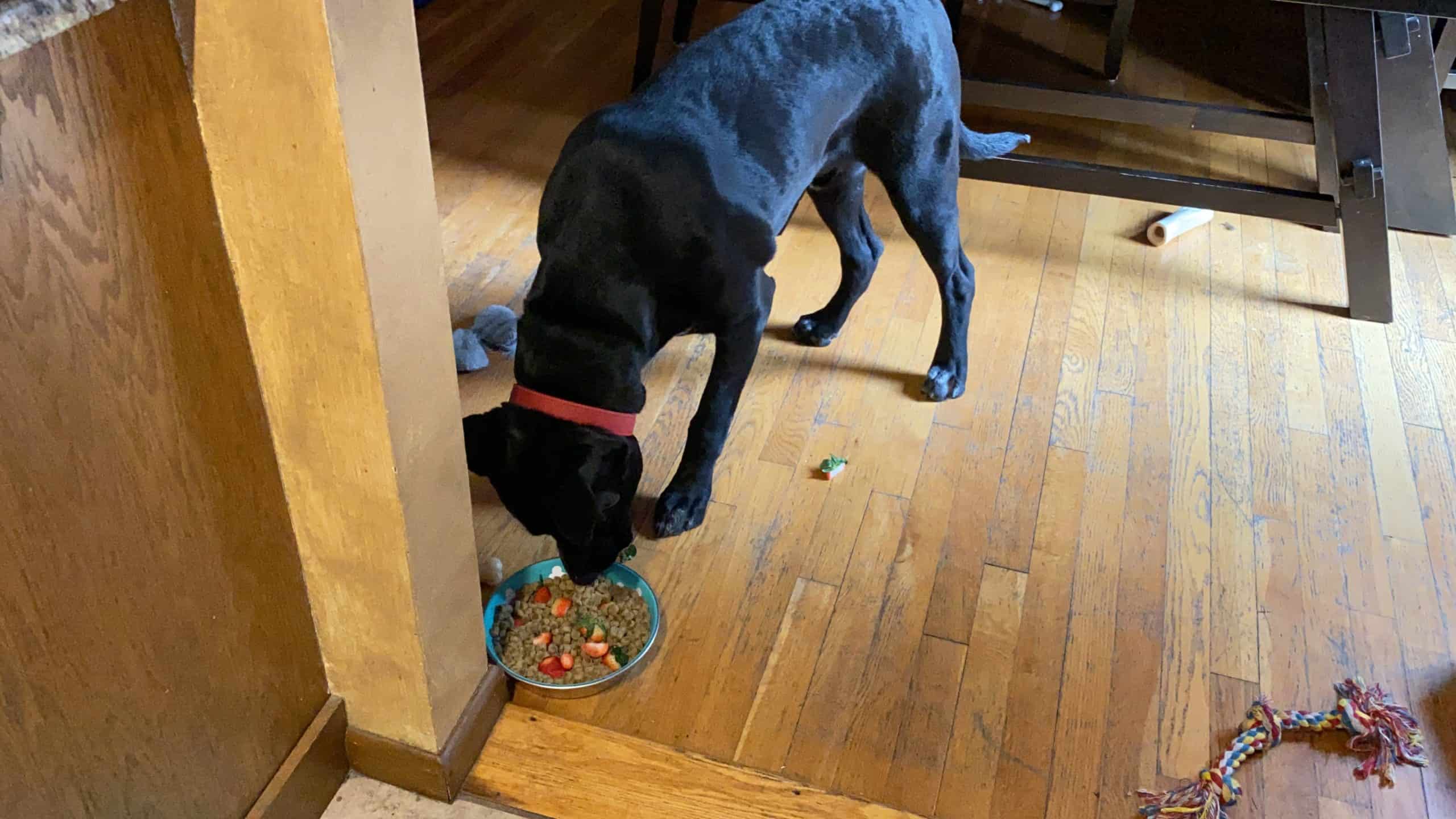 Strawberries | Ruff Times